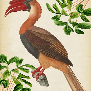 "Hornbill Bird, Calao. Tropical Bird" Poster for Sale by ...