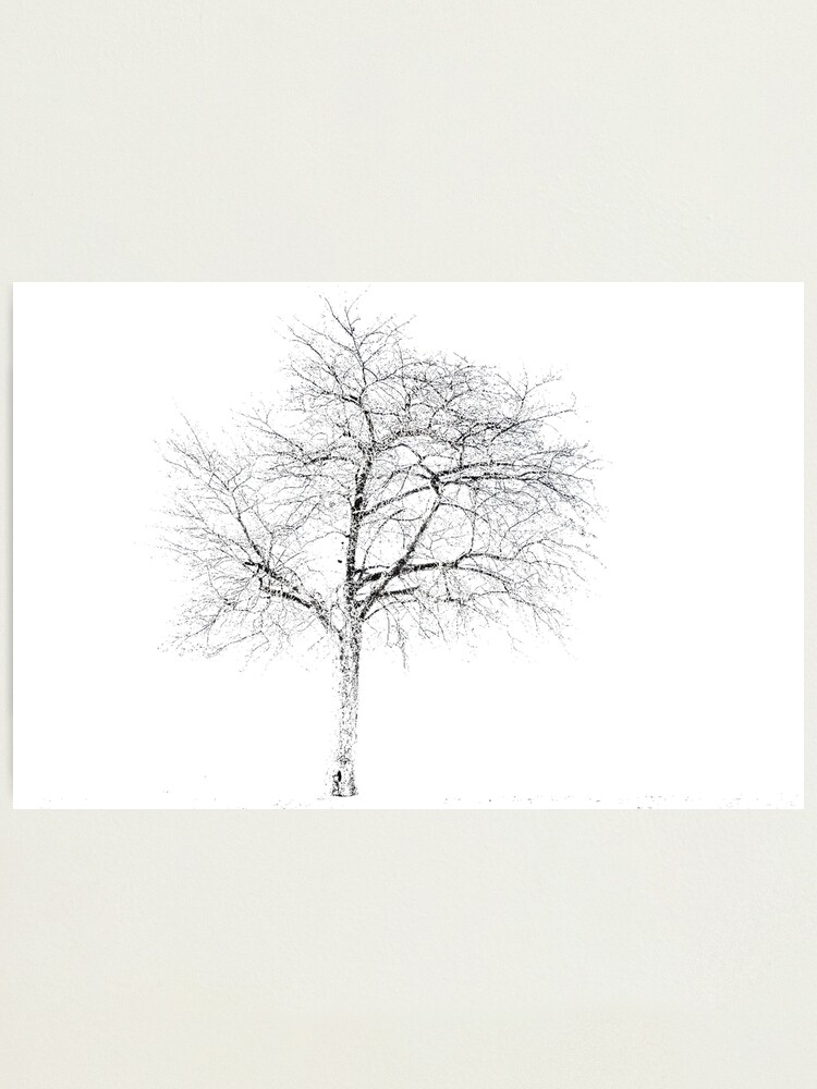 "winter tree drawing" Photographic Print for Sale by naturely-plants ...