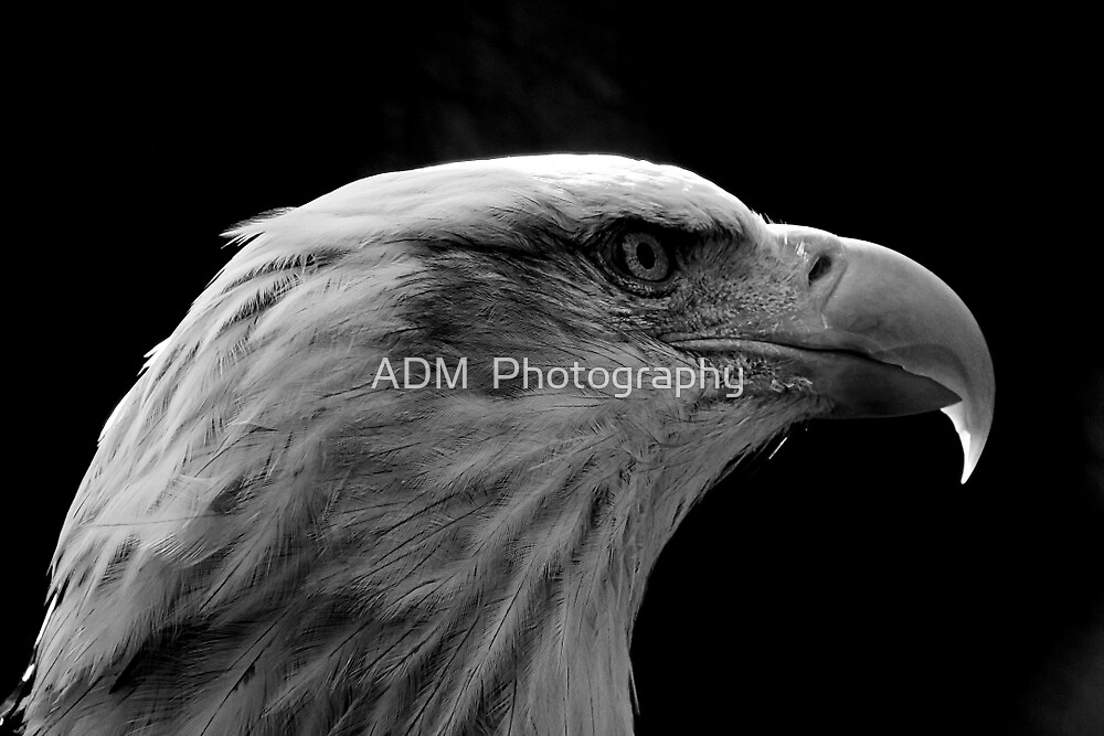 "B/W Bald Eagle " by ADM Photography | Redbubble