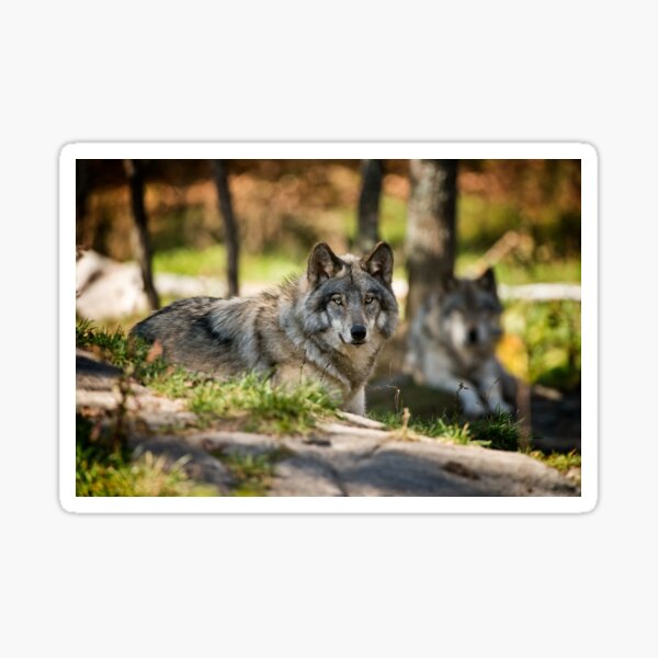 "Grey Wolf" Sticker for Sale by jaydee1400 | Redbubble