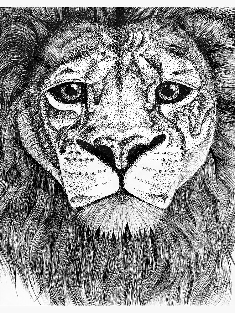 "Lion Ink Drawing" Sticker by hannahgandy-art | Redbubble