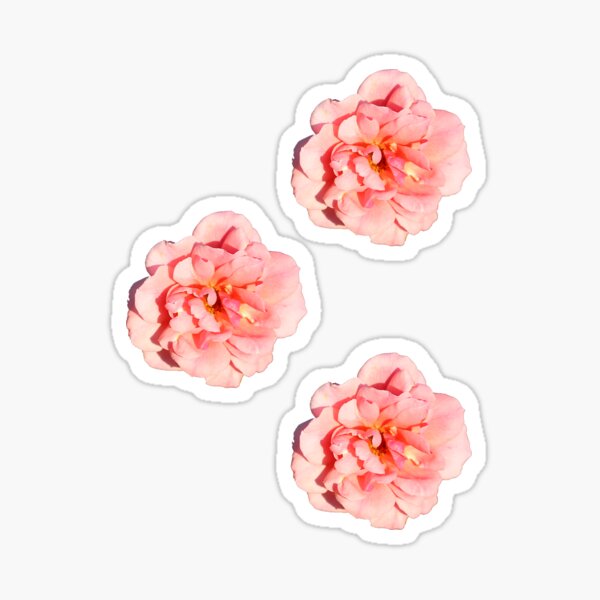 "Pink Rose" Sticker for Sale by STHogan | Redbubble
