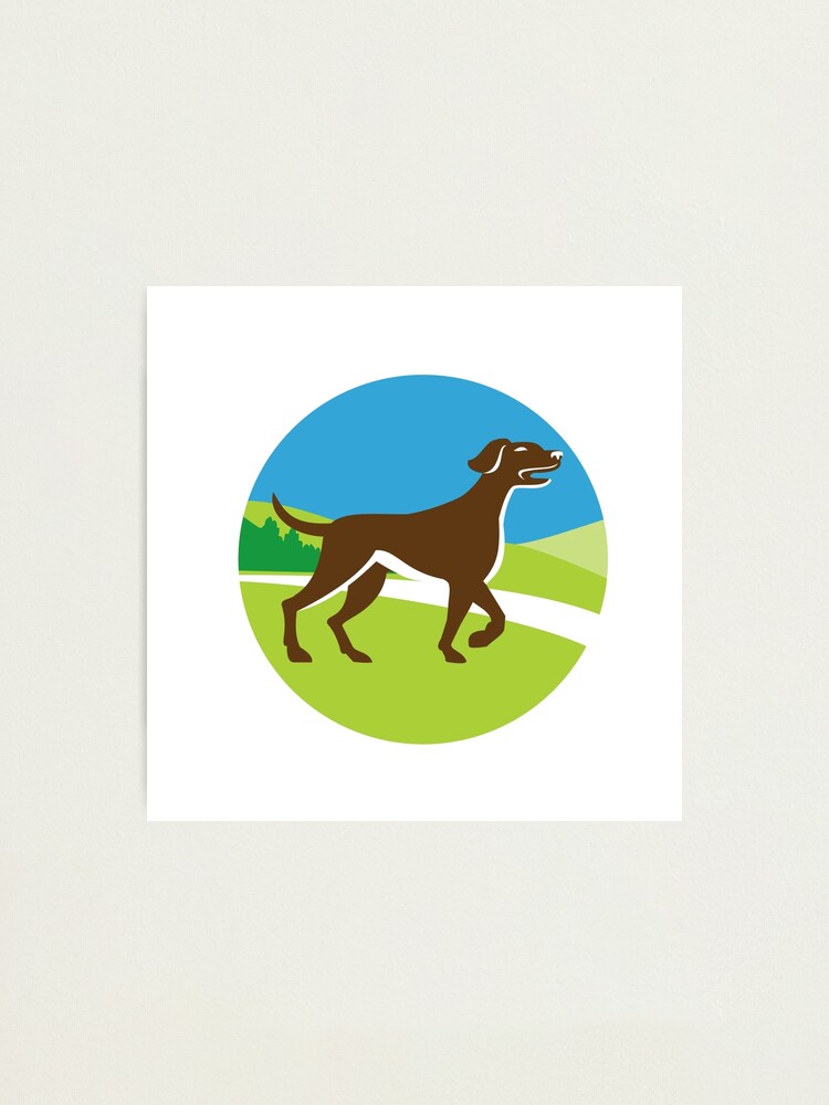 "Englischer Zeiger-Hund, der oben Kreis Retro- zeigt" Fotodruck von patrimonio | Redbubble