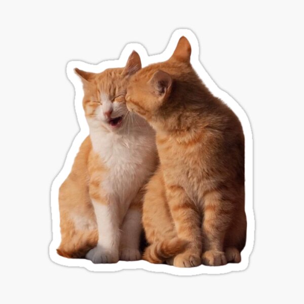 "A very cute couple cat kissing " Sticker by AllaboutSrizon | Redbubble