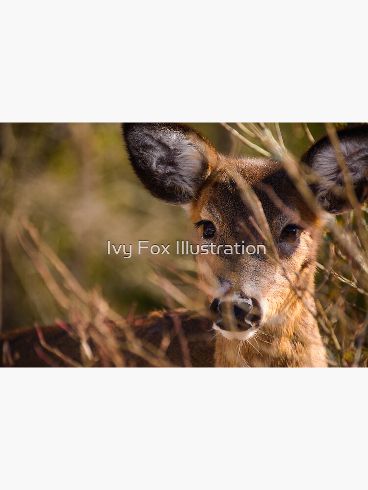 "Whitetail Deer The face of nature" Sticker by IvyFox1 | Redbubble