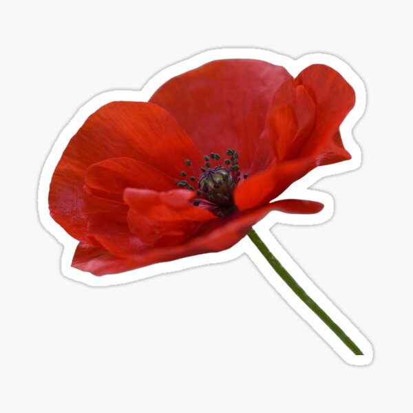 "Single Red Poppy Flower" Sticker for Sale by Felicity-K | Redbubble