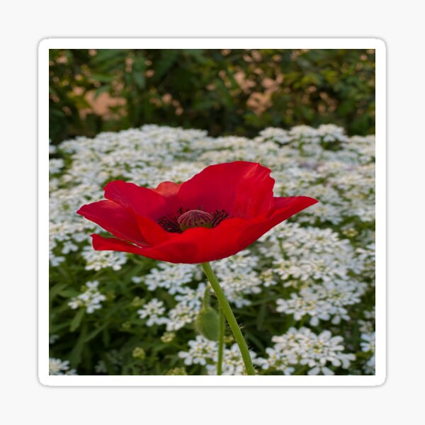 "RED CLASSIC POPPY" Sticker for Sale by suryaperi | Redbubble