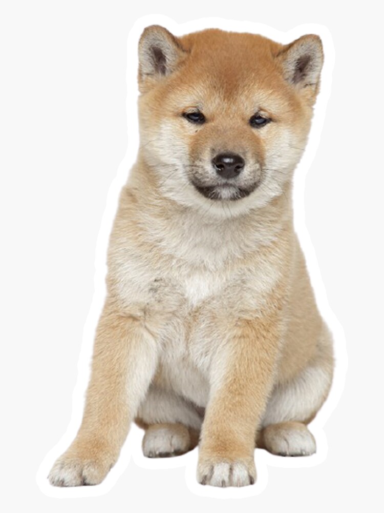 Pegatina «Shiba Bonk en 4K» de robthefork | Redbubble
