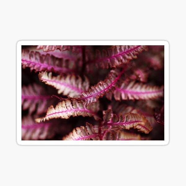 "Burgundy Lace" Sticker by debop | Redbubble