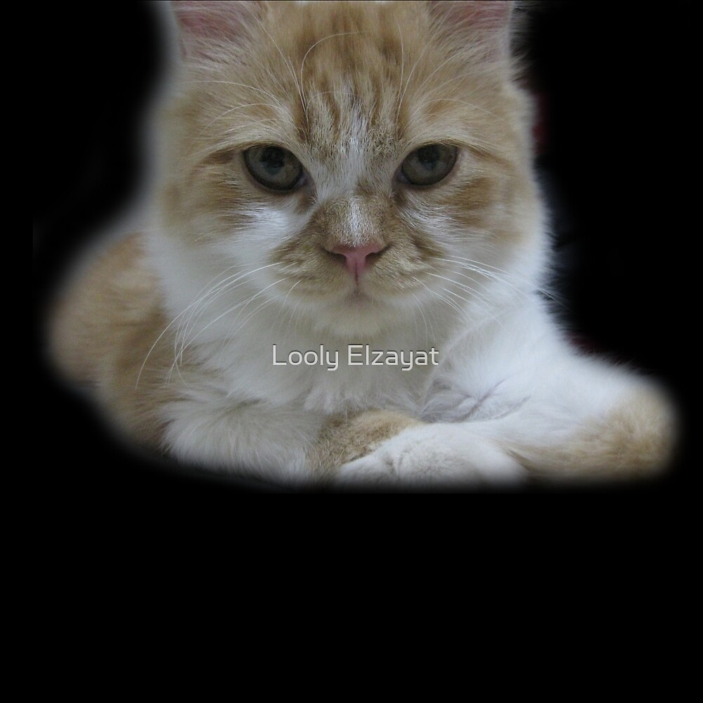 "Cute Cat Face Photography" by Looly Elzayat | Redbubble