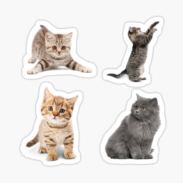 "Awesome kitten cat love - cat lover pack" Sticker for Sale by ...