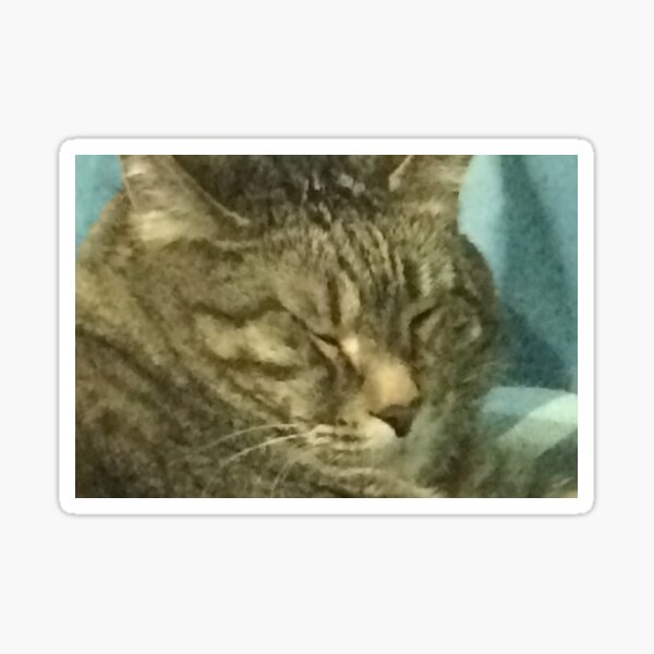 Cringe Cat Gifts & Merchandise | Redbubble