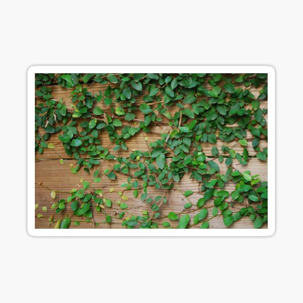 "Vines" Sticker for Sale by n1d3nb3rg | Redbubble