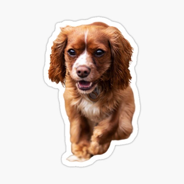 "cutie puppy sticker" Sticker by Ahaa-merchs | Redbubble
