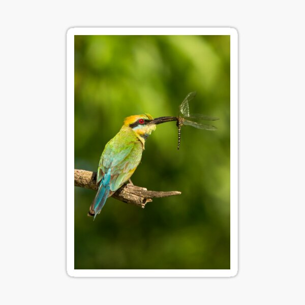 "Rainbow Bee-Eater, Northern Territory" Sticker for Sale by ...