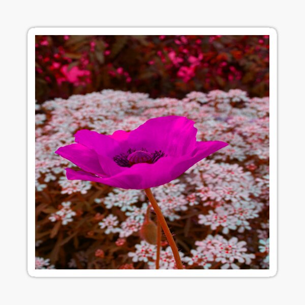 "Pink Classic Poppy" Sticker by suryaperi | Redbubble