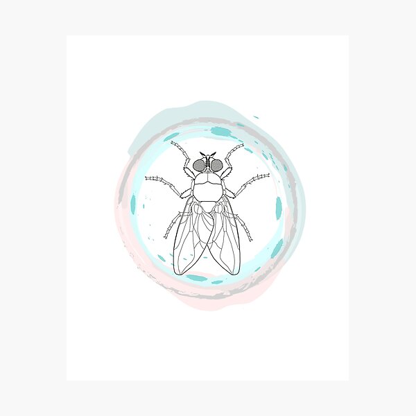 "Fliege an der Wand. Insekten- und Botanikstimmung, weiche ...