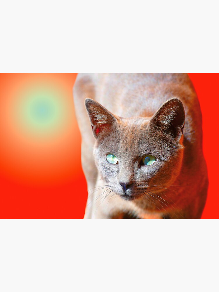 "magic cat" Sticker by CarinaRiddle | Redbubble