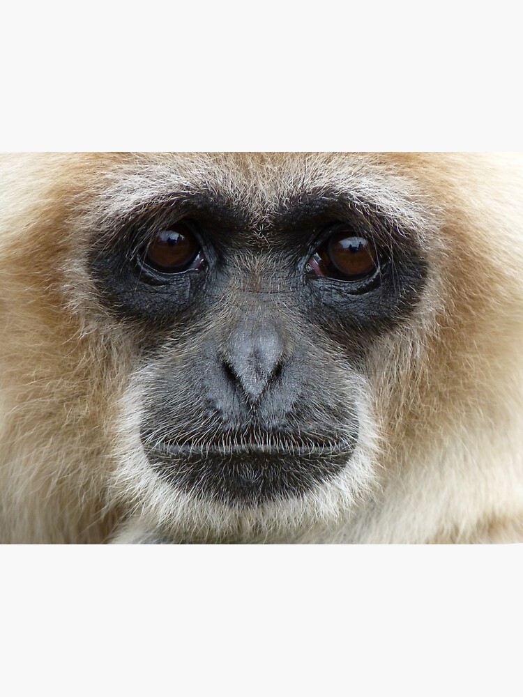 "White Handed Gibbon" Sticker by acespace | Redbubble