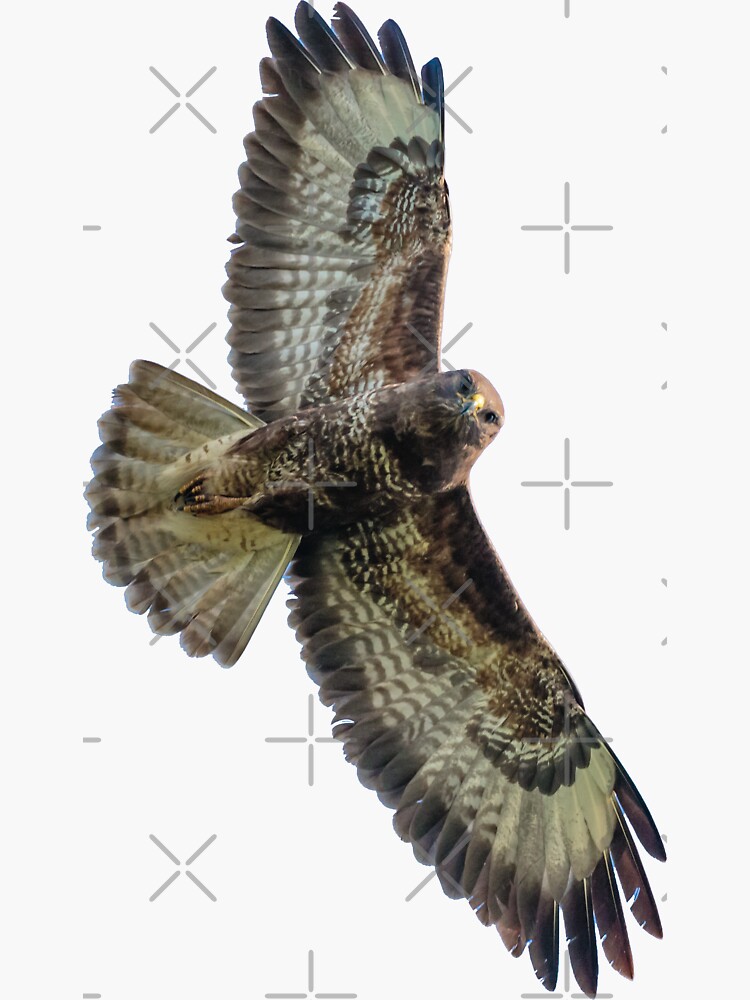 "Buzzard on Watch!" Sticker for Sale by Dalyn | Redbubble
