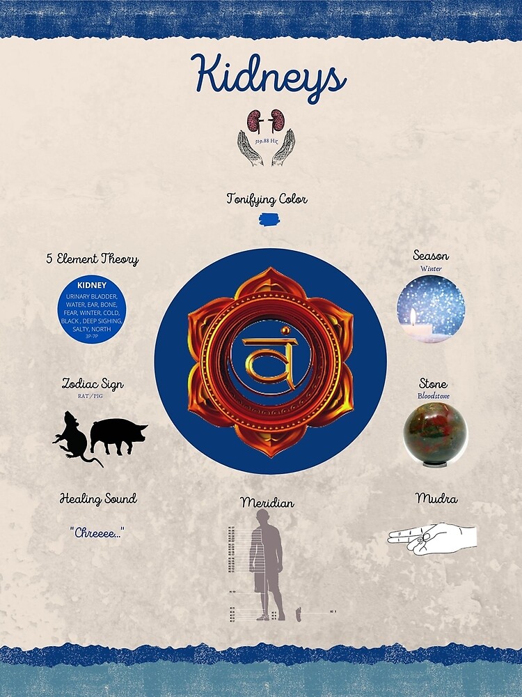 "The Kidney Meridian" Poster by SavannaghH | Redbubble