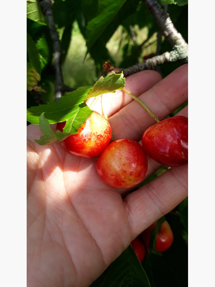 "Cherry. Human and nature." Sticker by UnsereWelt | Redbubble