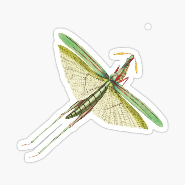 "Fly | Vintage Insects" Sticker for Sale by HoresAndRooster | Redbubble