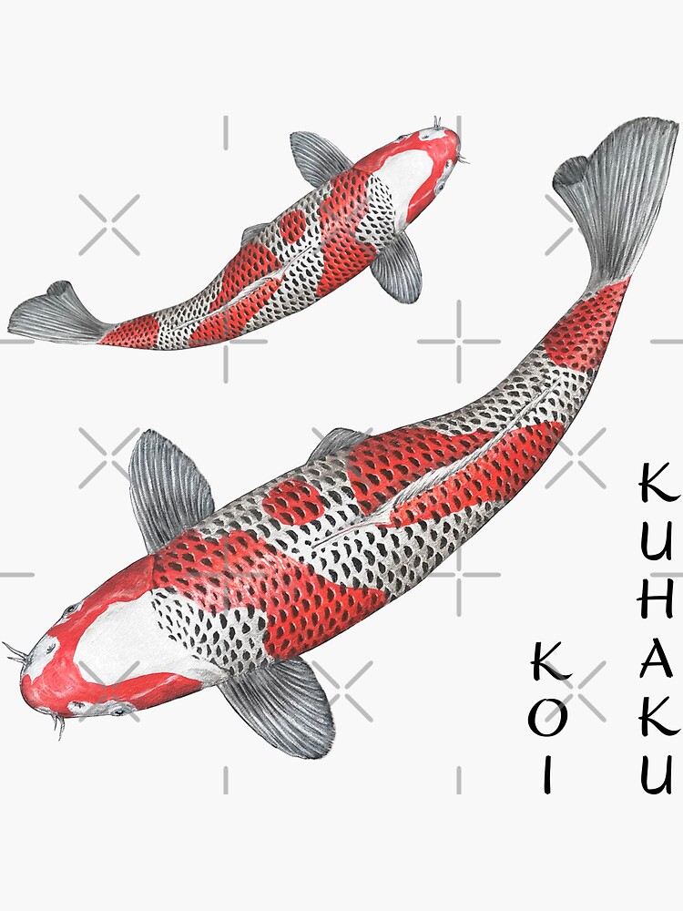 "Koi Fish Kuhaku Variety" Sticker by Koiartsandus | Redbubble