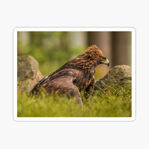 "Golden Eagle" Sticker for Sale by AliusImago | Redbubble