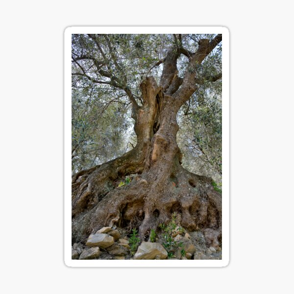 "Olive tree" Sticker for Sale by artform | Redbubble