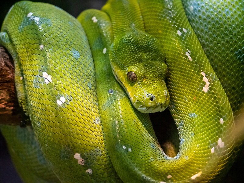 "Green Tree Python, Australia" by Andrew Goodall | Redbubble