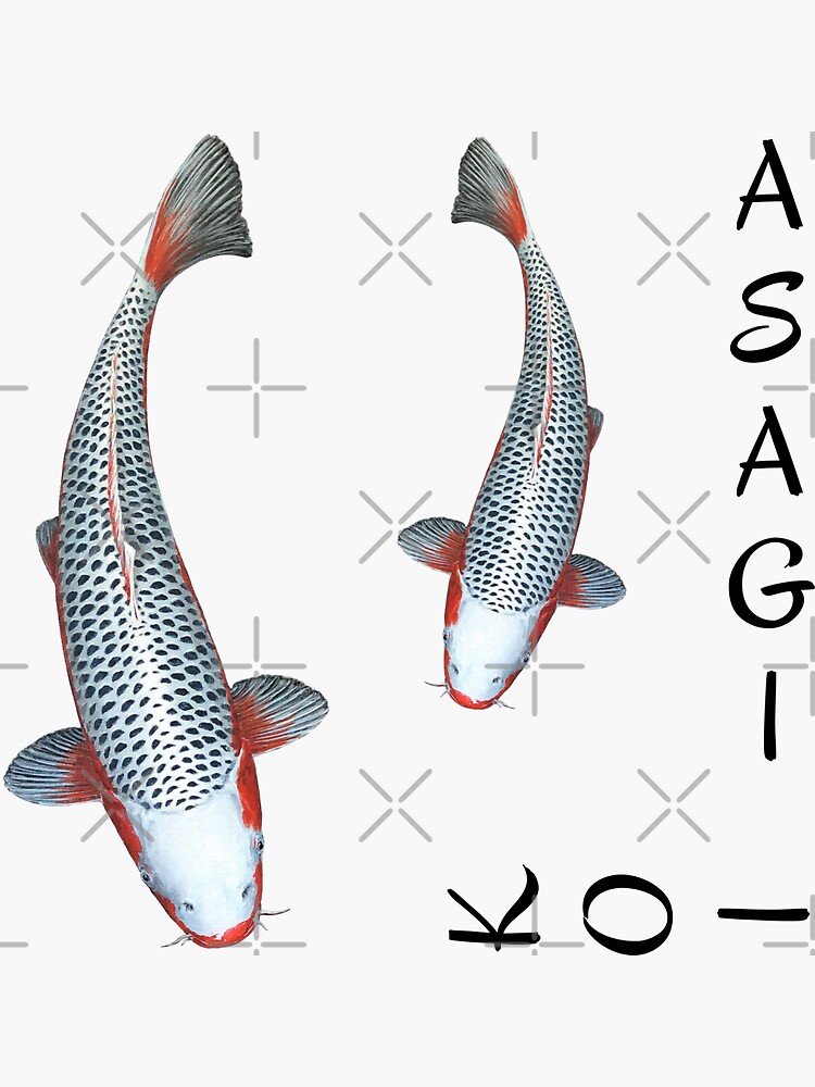 "Koi Fish Asagi Variety" Sticker by Koiartsandus | Redbubble