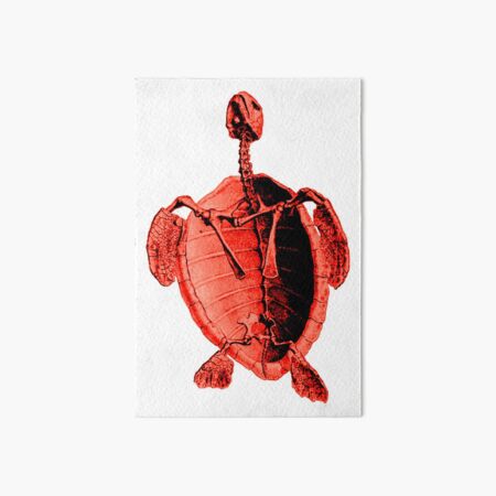 "Sea Turtle Skeleton #5" Art Board Print for Sale by BambiBrainSpasm ...