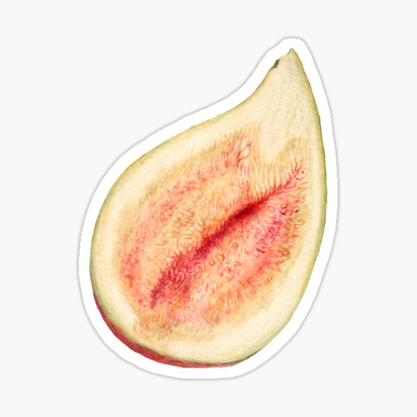"Fig" Sticker by TheTimeMachine | Redbubble