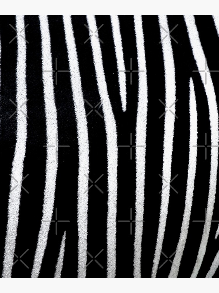 "Zebra coat, pelt, hair, pattern - black and white, close up. (From ...