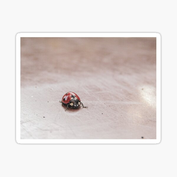 "Ladybird " Sticker for Sale by jowallee | Redbubble