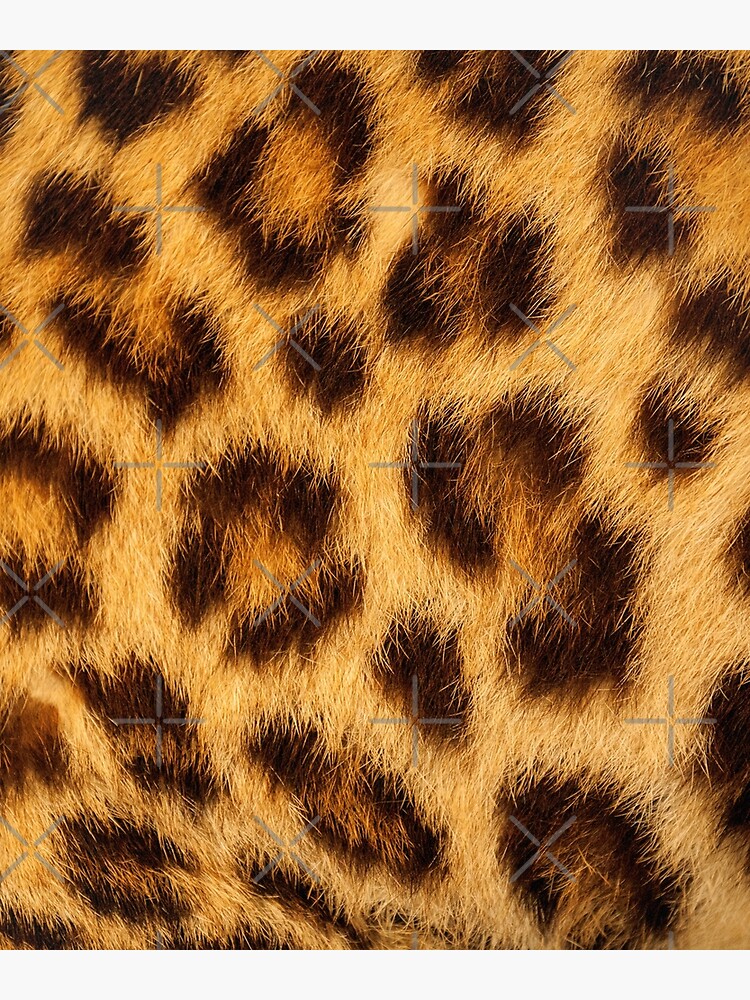 " Leopard coat, pelt, hair, pattern, close up. (From photograph of a ...