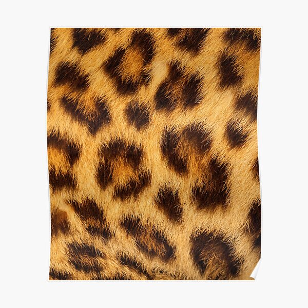 " Leopard coat, pelt, hair, pattern, close up. (From photograph of a ...