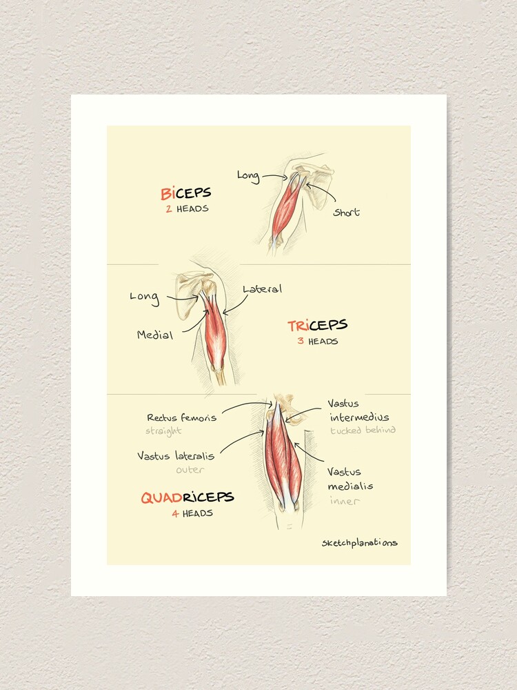 "Biceps, triceps, quadriceps" Art Print by sketchplanator | Redbubble