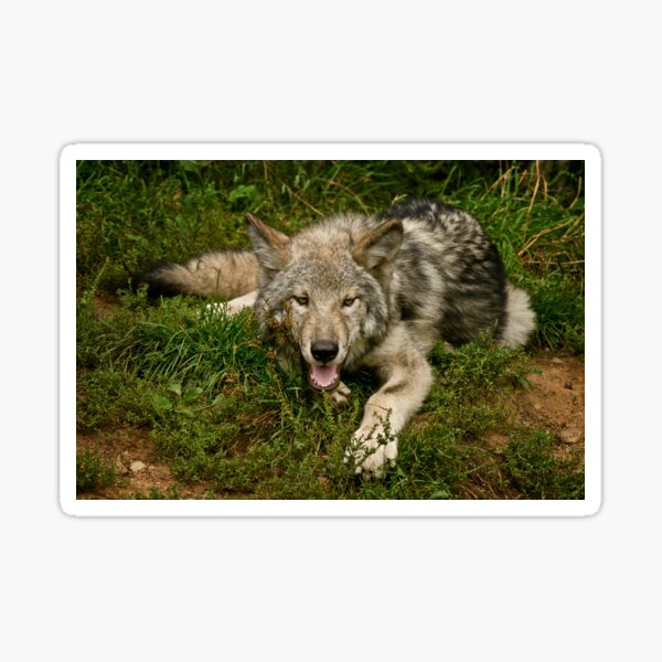 "Timber Wolf" Sticker by jaydee1400 | Redbubble