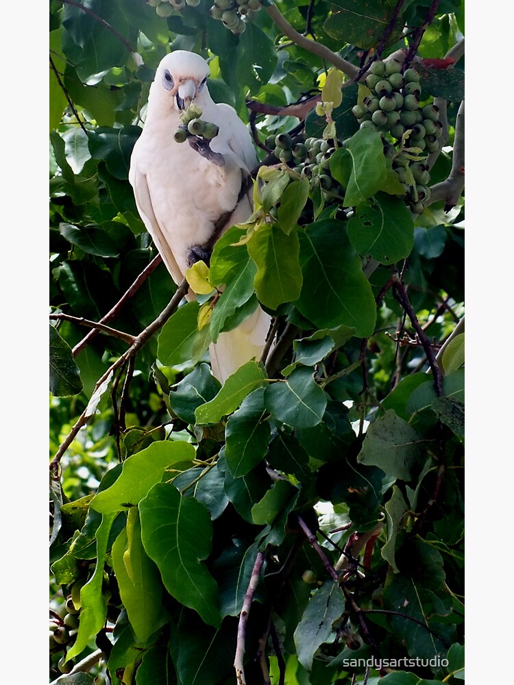 "Australian Corella " Sticker for Sale by sandysartstudio | Redbubble