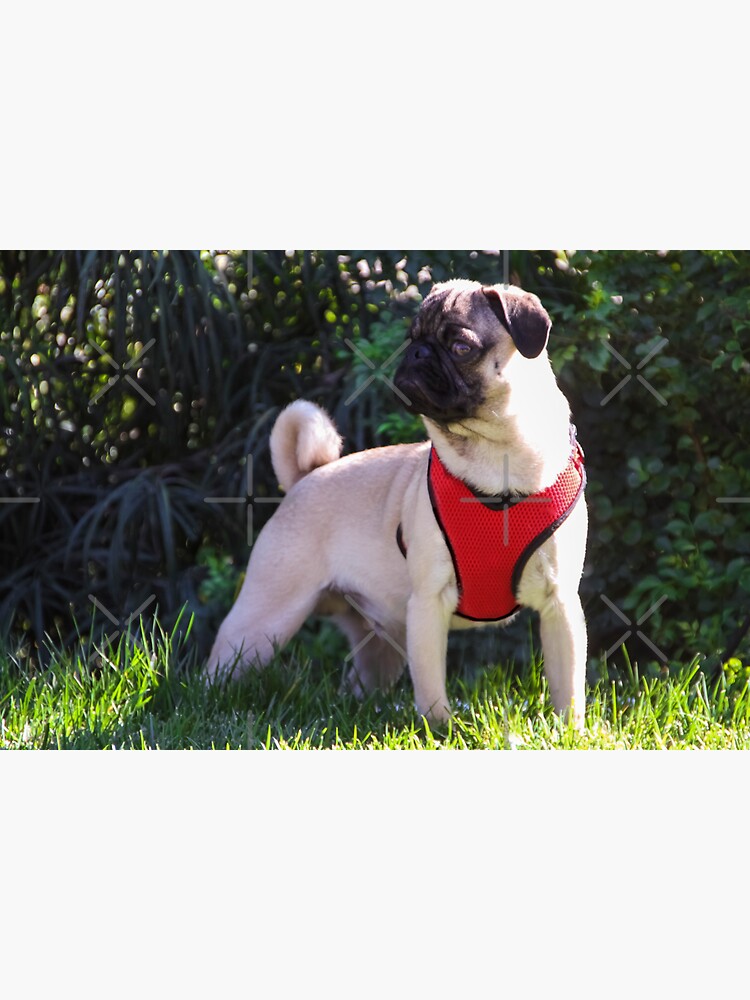 "This Is My Best Side!!" Sticker for Sale by heatherfriedman | Redbubble