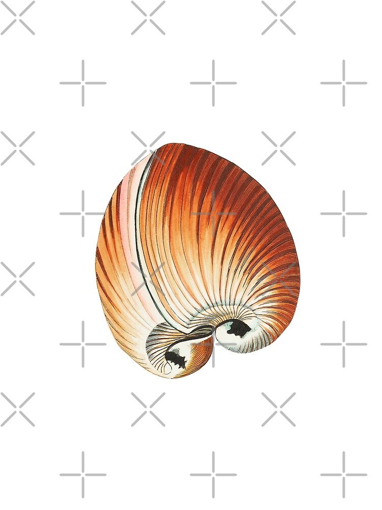 "Sea Shells | Vintage Shell" Poster by HoresAndRooster | Redbubble
