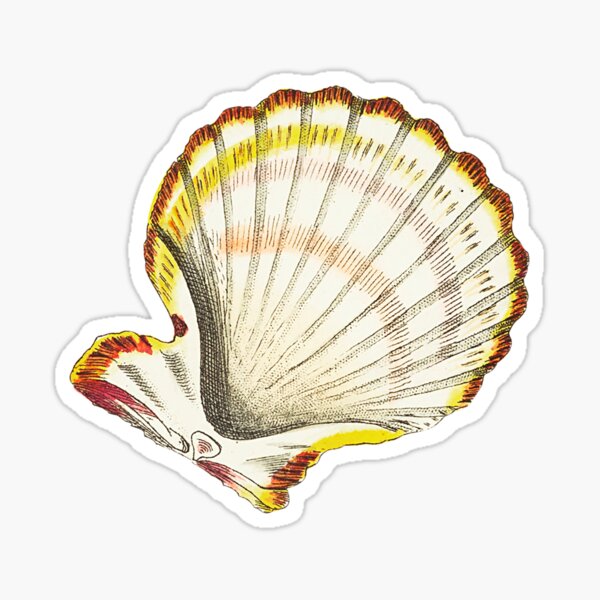 "Scallops | Vintage Shell" Sticker for Sale by HoresAndRooster | Redbubble