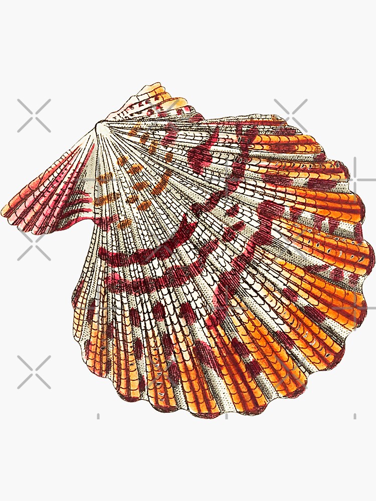 "Scallops | Vintage Shell" Sticker by HoresAndRooster | Redbubble