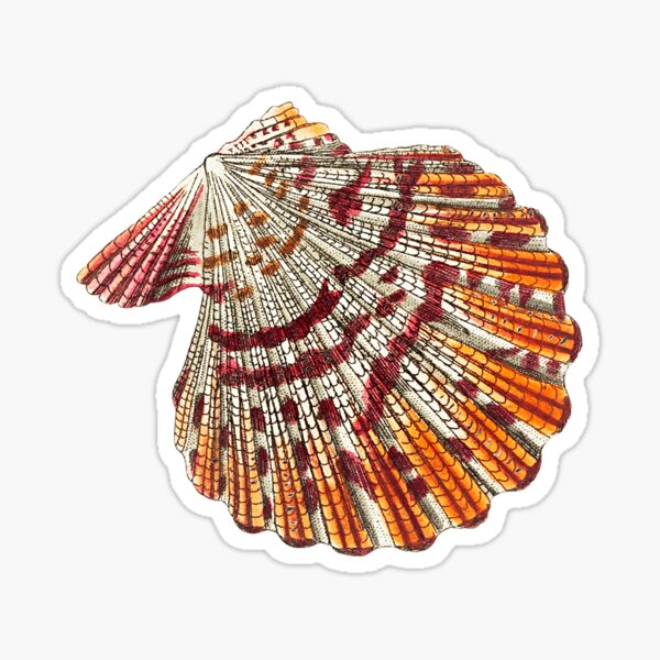 "Scallops | Vintage Shell" Sticker by HoresAndRooster | Redbubble