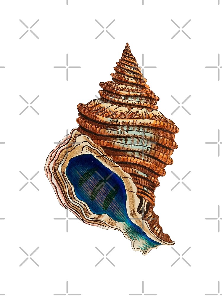 "Sea Shells | Vintage Shell" Poster by HoresAndRooster | Redbubble