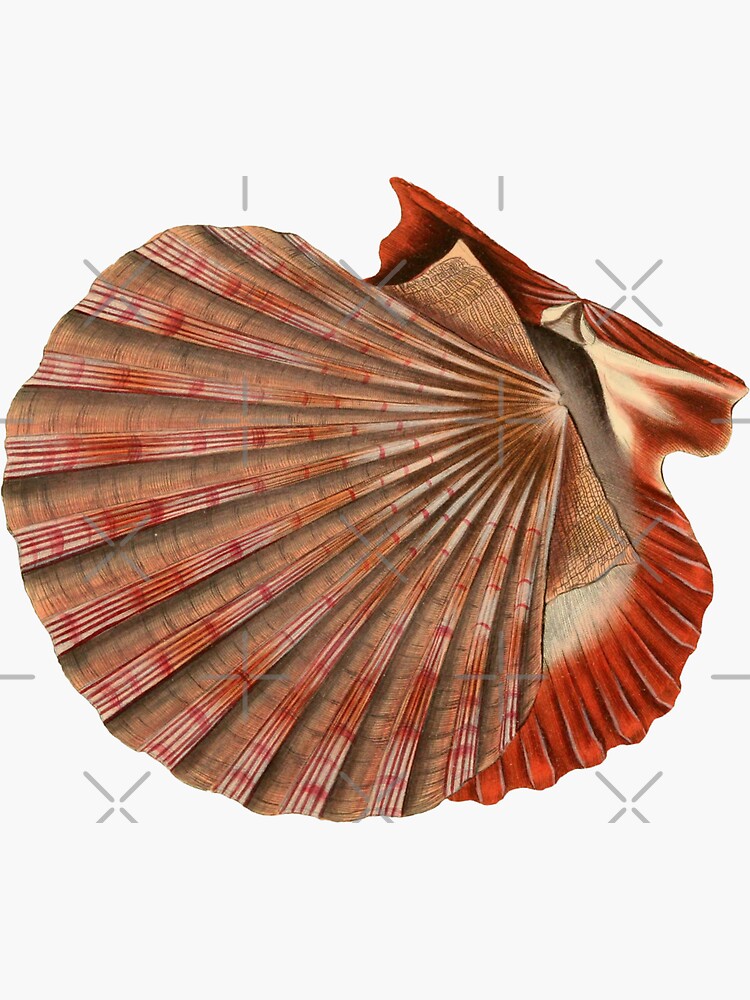 "Scallops | Vintage Shell" Sticker by HoresAndRooster | Redbubble