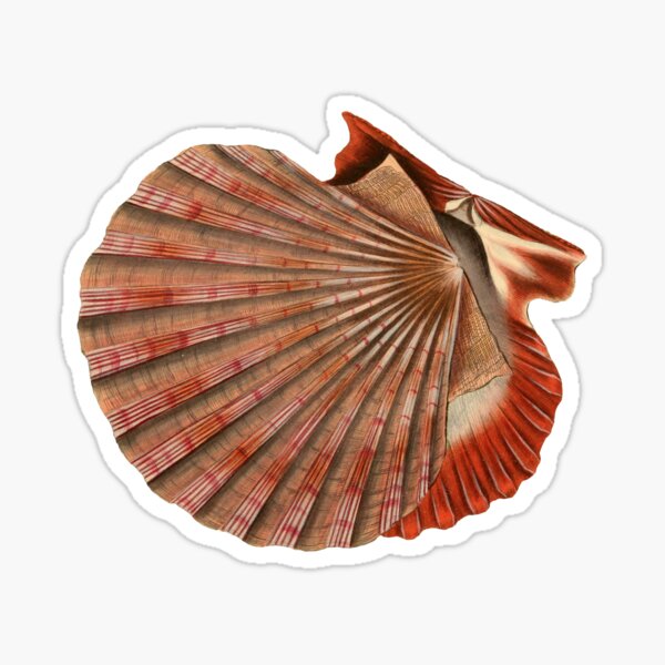 "Scallops | Vintage Shell" Sticker by HoresAndRooster | Redbubble