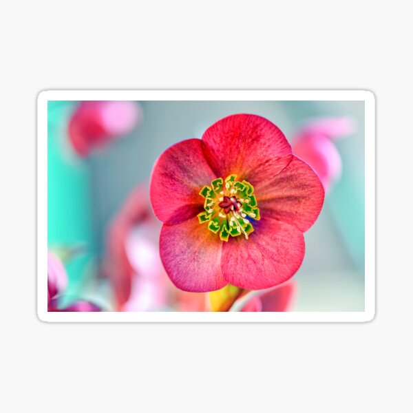 David Bassan Shop | Redbubble